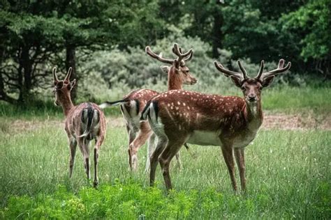 Do Deer Antlers Get Bigger Each Year Answered World Deer
