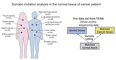 Somatic Mutations Somatic Mutation Detection In Cance