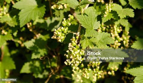 열매 건포도의 개화와 녹색 난소 가지에 여러 꽃 정원에 녹색 잎이있는 빨간색 검은 색 또는 흰색 건포도의 꽃이 만발한 부시 건포도 클로즈업의 설 익은 녹색 열매 0명에 대한