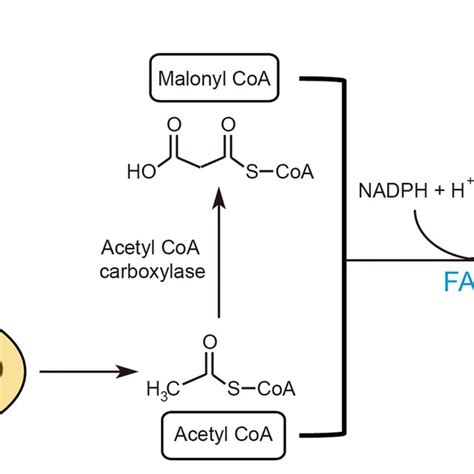 Schematic Diagram Of Fatty Acid Metabolism To Generate Palmitic Acid