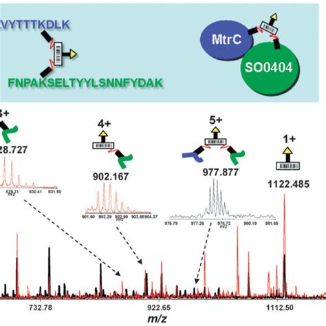 Pdf A New Cross Linking Strategy Protein Interaction Reporter Pir Technology For Protein