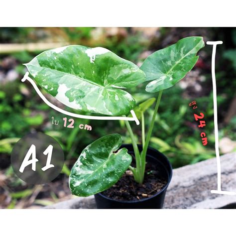 บอนกระดาดด่าง ด่างสวยงามน่าสะสม Hmorrojgarden Thaipick
