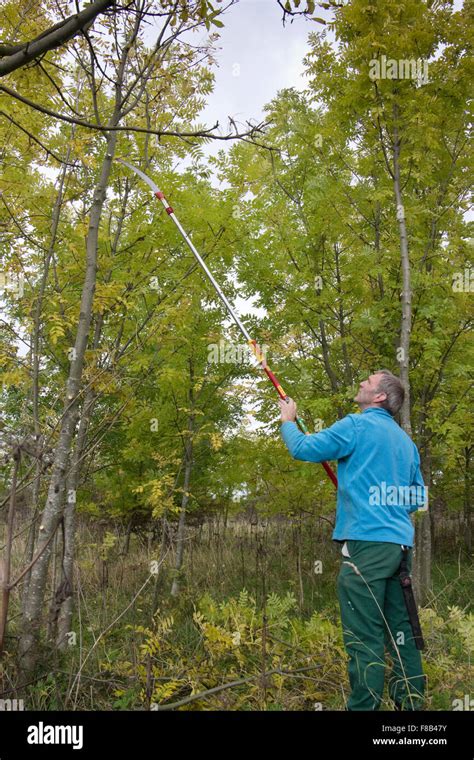 A Man Cutting Down And Trimming Tree Branches In A Woodland In North Yorkshire UK Stock Photo