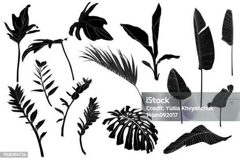 검은 흰색 열대 잎을 설정합니다 흑백 정글 이국적인 잎 야자수 로얄 고사리 바나나 잎 여름 열대 낙원 광고 디자인 휴가를위한 일러스트 0명에 대한 스톡 벡터 아트 및 기타