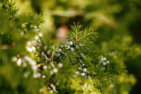 30 Juniper Trivia Quiz Questions Answers OnlineExamMaker Blog