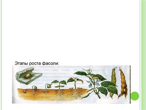 Рост фасоли в домашних условиях презентация онлайн