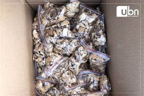 Монгол Улсад нэн ховордсон 1965 оноос агнахыг хориглосон “хар сүүлт зээр“ агнасан хэргийг илрүүлжээ