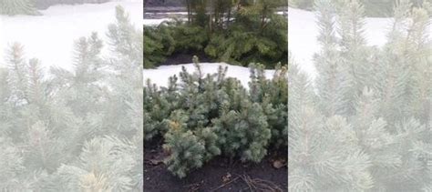 Ель голубая 3-4лет купить в Нижнем Новгороде | Товары для дома и дачи ...