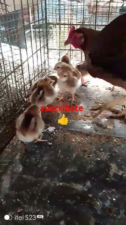 🐥 Nueva Camada 🐥 Youtube