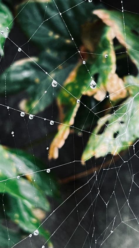 Нити паутины In 2024 Nature Plant Leaves Plants