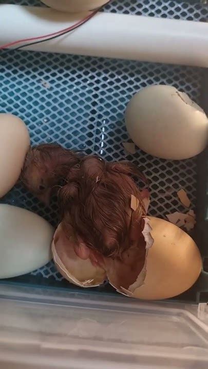 병아리 부화 너무신기해요 Youtube