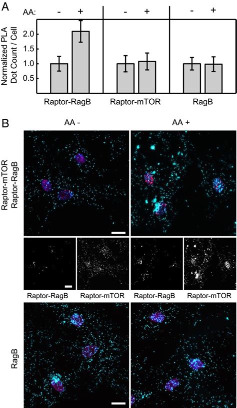 Mtor Antibody