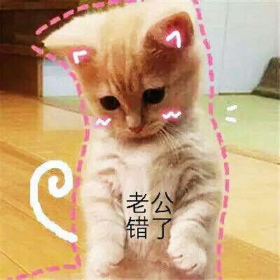 撒娇表情包gif猫咪蹭 搜狗图片搜索