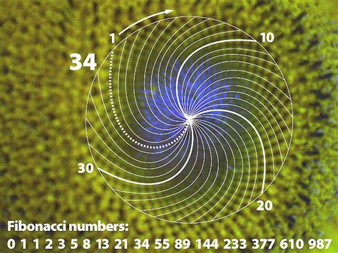 Sunflower Fibonacci Sequence Each Number Is The Result Of Adding The