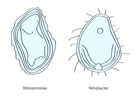 Nitrobacter Bacteria A New Perspective On Microbes Formerly Known As