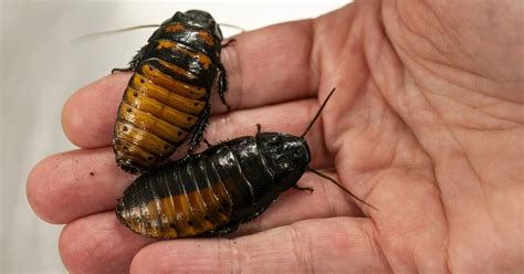 St Louis Scientists Found A Rare Mutant Cockroach In The Butterfly