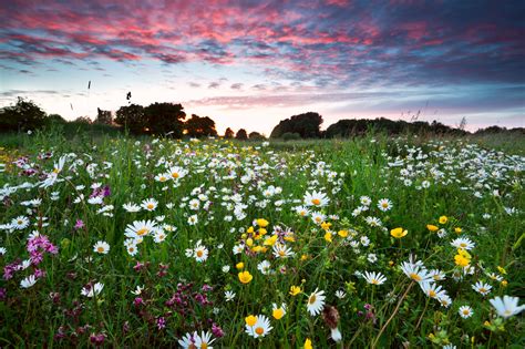 Benefits Of Wildflowers In Your Garden Anew Green