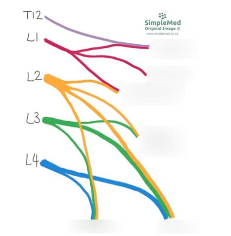Diagram Of Lumbar Plexus Quizlet