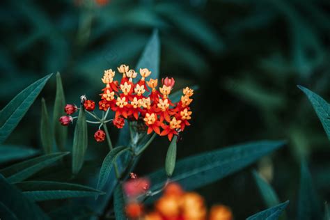 盛开的马利筋特写图片 包图网企业站