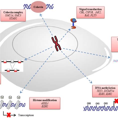 Pathways Affected By Recurrently Mutated Genes In Mds The Recurrent Download Scientific