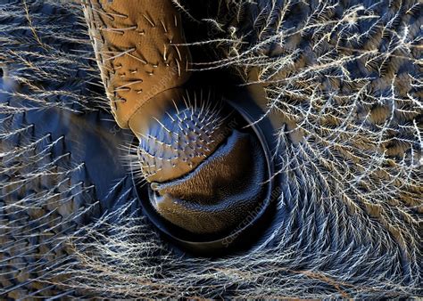 Honey Bee Antenna Sem Stock Image C0168014 Science Photo Library