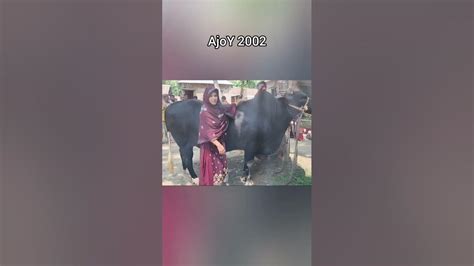 রাজা বাবু💚 Youtube