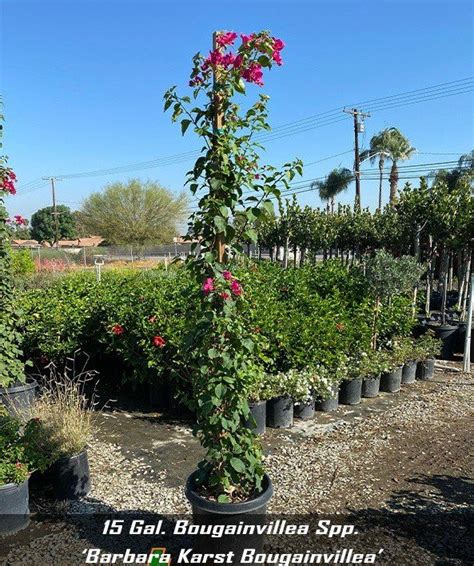 Buy Bougainvillea Barbara Karst Staked