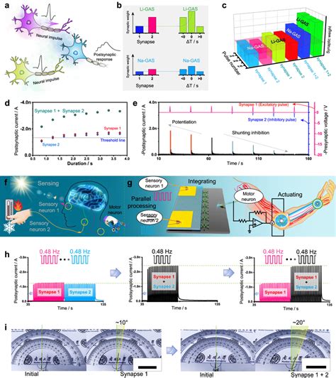 dendritic integration function in li and na gass a schematic