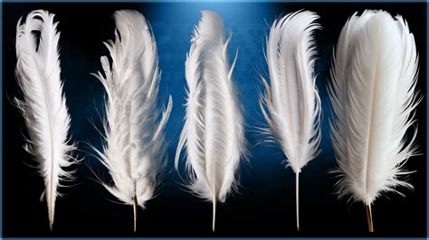Artstation 50 Realistic Feather Pbr Textures Mega Bundle Vol 1