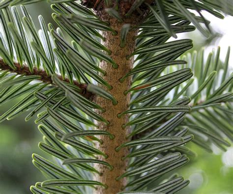 Abies Alba Euforgen European Forest Genetic Resources Programme