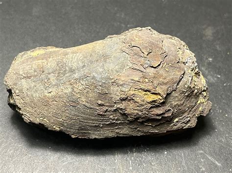 Fossil Mussel Shell Lobe B Leigh Creek Coalmine Sa Minerals On Eyre