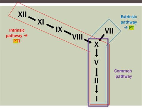 Gen Med Ii Hemostatic Disorders Flashcards Quizlet