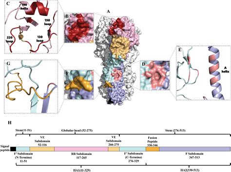 Frontiers Analysis Of The Conserved Protective Epitopes Of