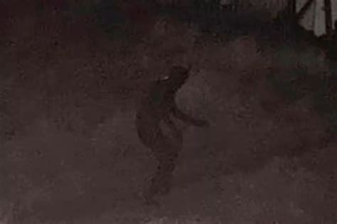 Cat Gimp Of The Wirral On Terrifying Rampage Writhing On Floor And Making Panther Noises