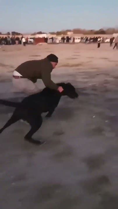 سگ سراب Dog سگنگهبان Dogs سگها Youtube