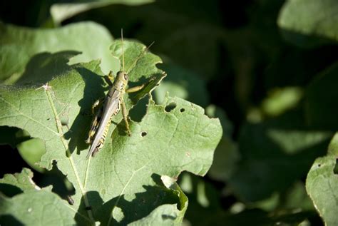 Grasshopper Control And Treatments For The Home Yard And Garden