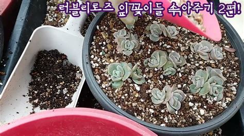 엄마가 키우는 러블리로즈 잎꽂이리톱스노숙 다육이들 솎아주기한 러블리로즈와 그렇지 않은 화분의 차이가 커서 엄마가 다시 솎아주기를 하고 계세요~ Youtube