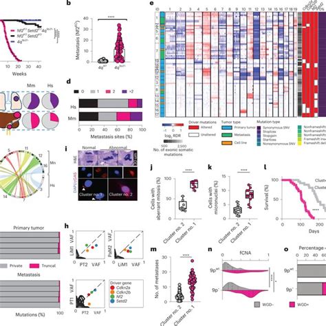 Sm Gemm Of Rcc A Schematic Showing The Sm Gemm Design Cancer Specific Download Scientific