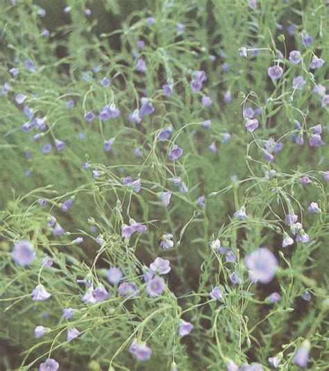 Льняное поле