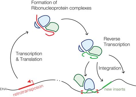 Transposon Element องค์ประกอบที่เคลื่อนย้ายได้ ไวรัสแปลงrna เข้าสู่dna
