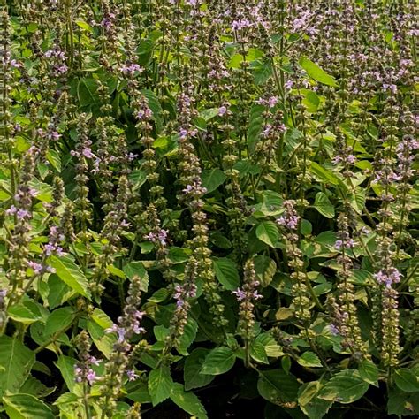 Buy Organic Holy Basil Seeds Canada Metchosin Farm