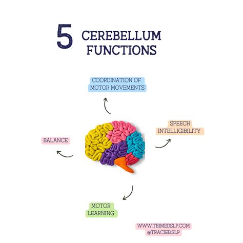 The Cerebellum Function And Facts — Tbi Medslp