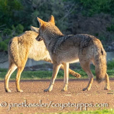 Body “twirls” Coyote Yipps