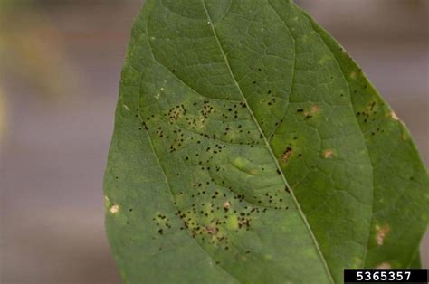 What Causes Rust On Bean Plants Best Treatment For Bean Rust In Gardens Gardening Know How