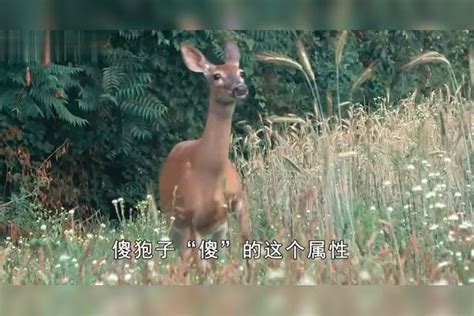 东北第一神兽傻狍子到底有多傻为啥蠢到这份上都没灭绝