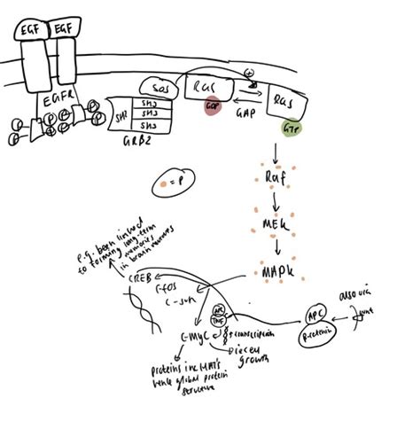 Cell Signalling Flashcards Quizlet