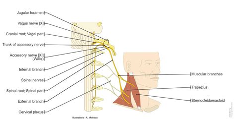 Cranial Nerve Diagram