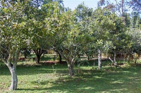 How To Grow And Care For A Macadamia Nut Tree Gardeners Path