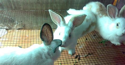Raising Rabbits Sexing The Rabbits