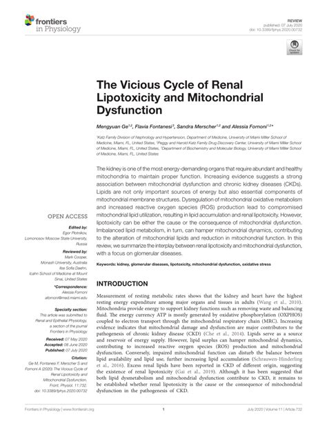 Pdf The Vicious Cycle Of Renal Lipotoxicity And Mitochondrial Dysfunction